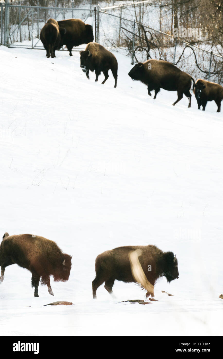 Straight on view of a herd of bison on a snowy hill Stock Photo - Alamy