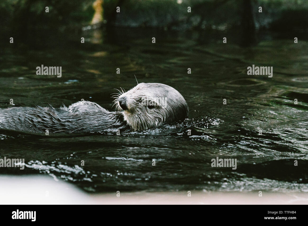 Side view of a sea otter swimming on its back Stock Photo - Alamy