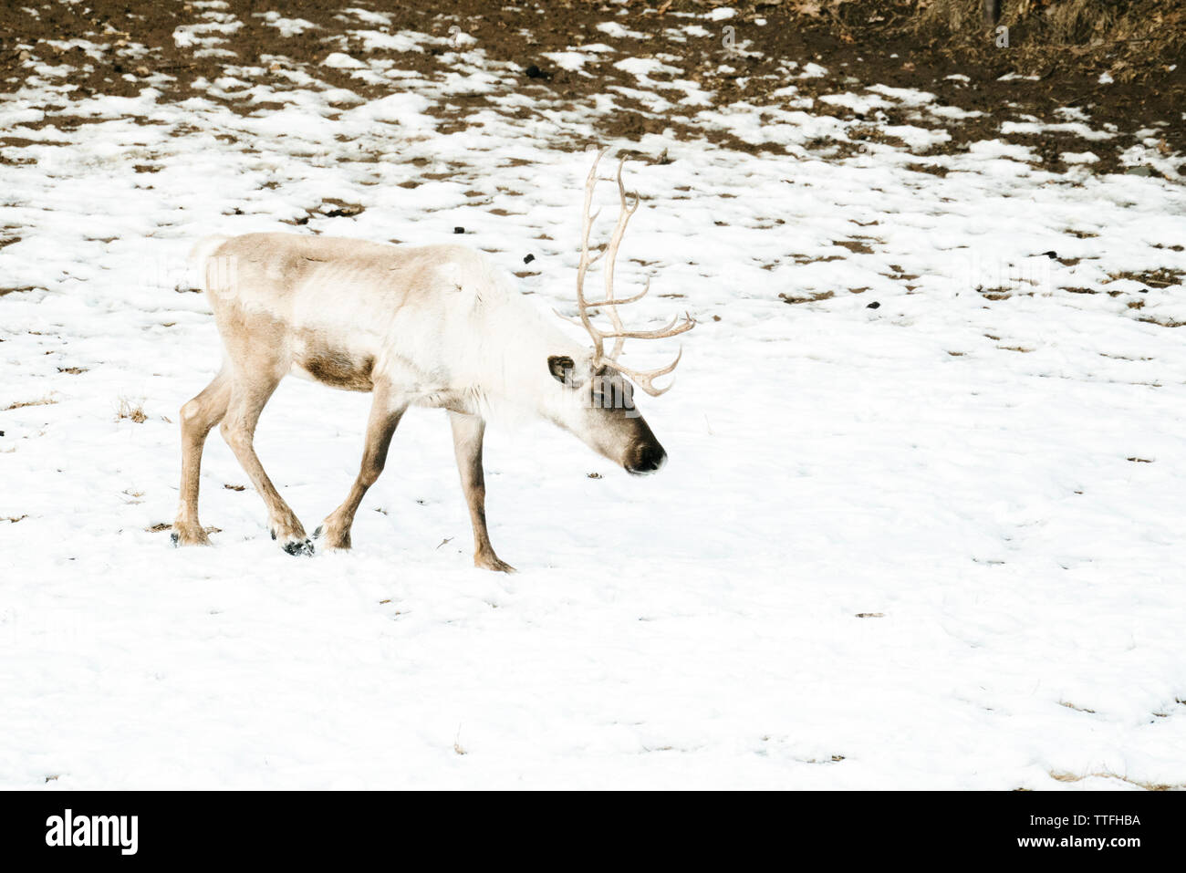 Side view of a caribou walking through the snow Stock Photo - Alamy