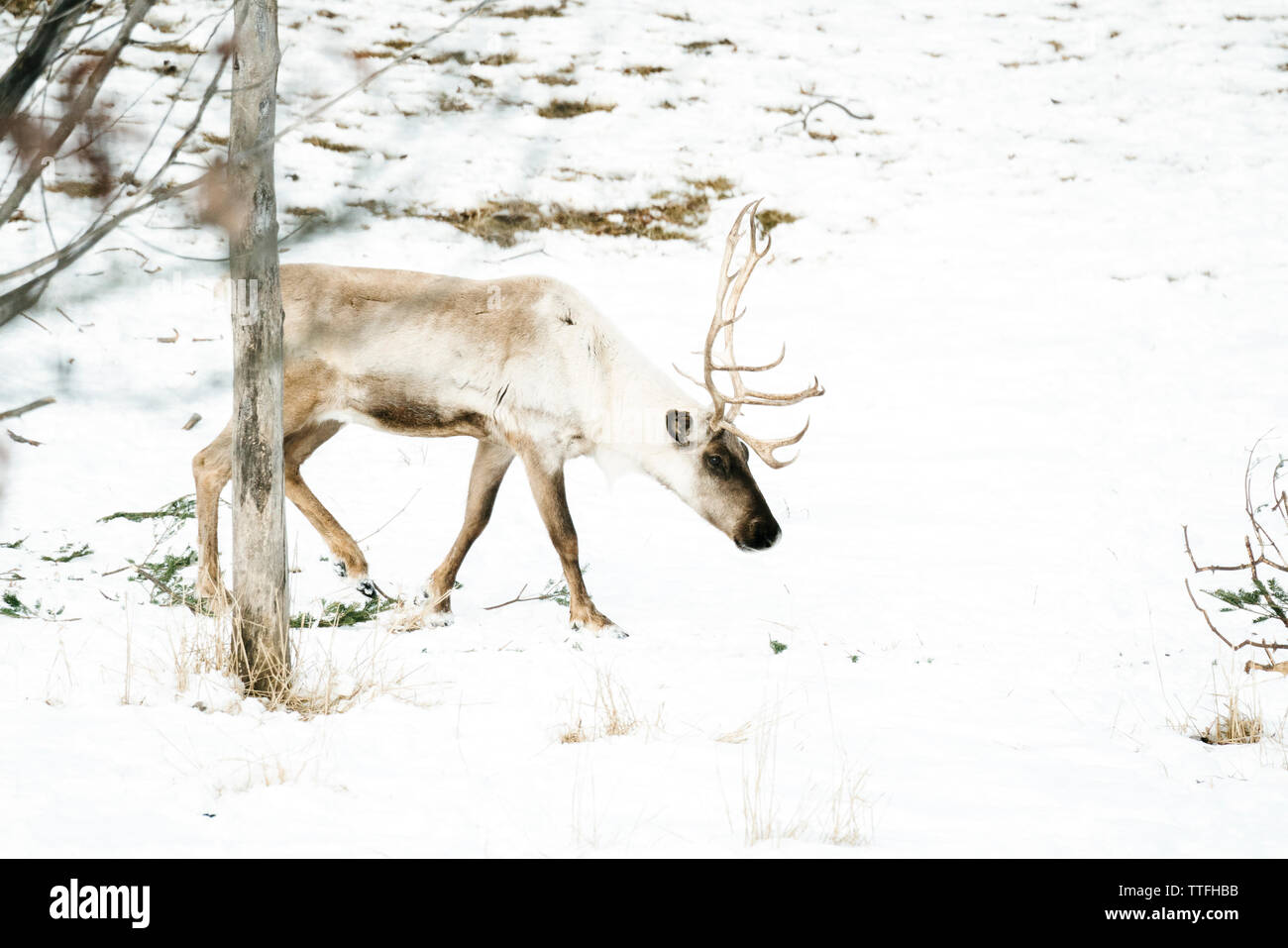 Animals caribou hi-res stock photography and images - Alamy