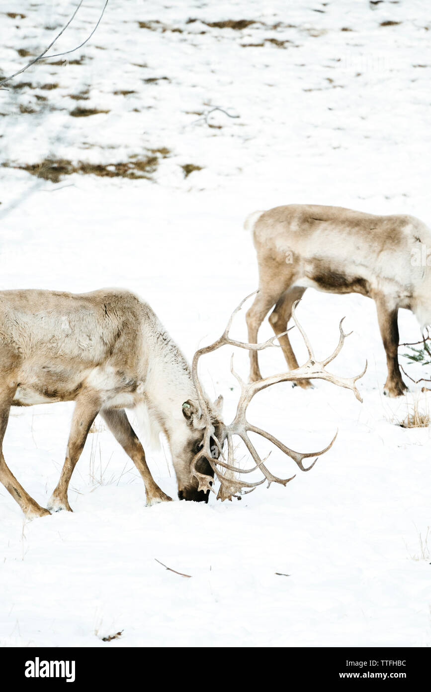 Side view of two caribou in the snow Stock Photo - Alamy