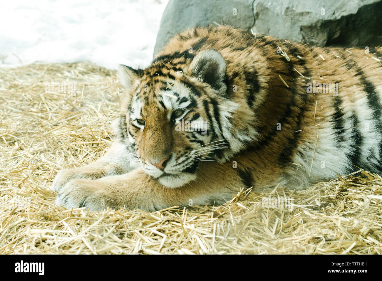 Side view of a young tiger cub laying on hay in a zoo enclosure Stock ...