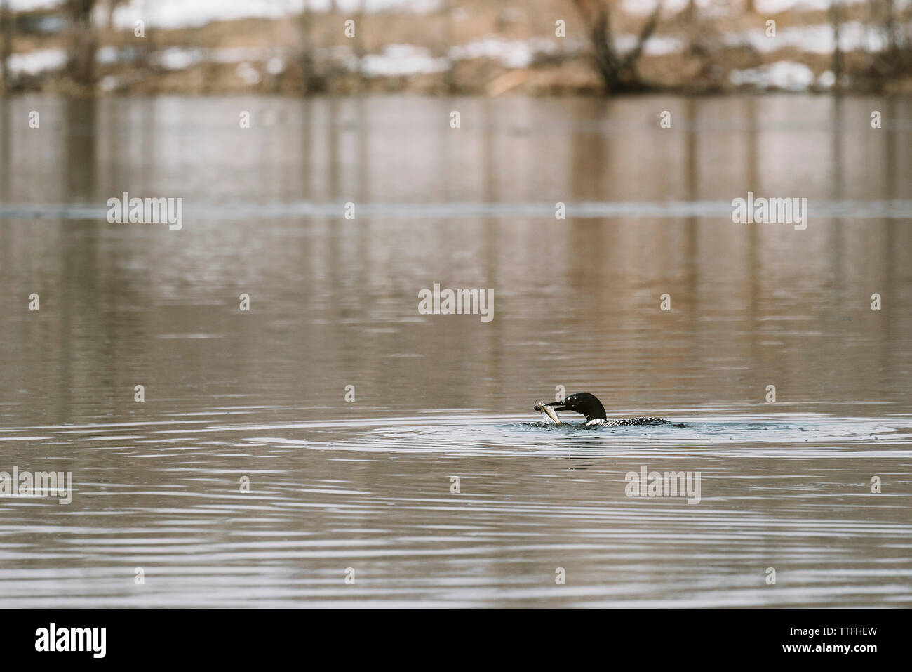 Side view of a Common Loon eating a fish on a river Stock Photo - Alamy