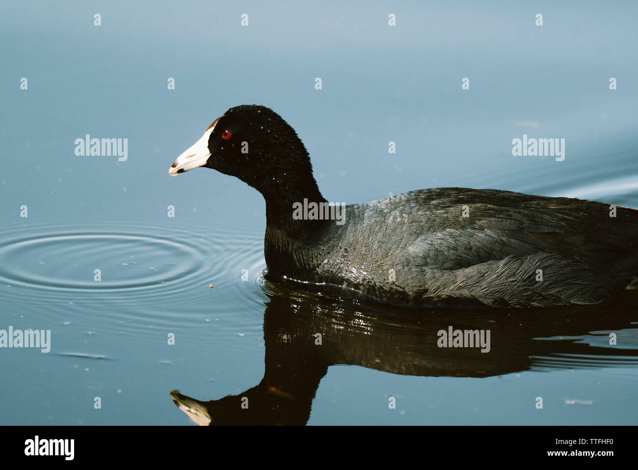 Closeup portrait of an American Coot bird swimming in Minnesota Stock ...
