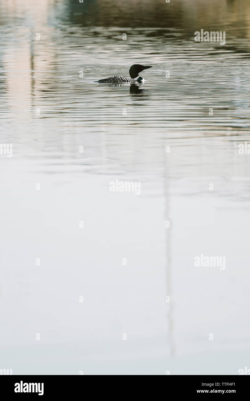 Above angle view of a Common Loon on the Mississippi River Stock Photo ...