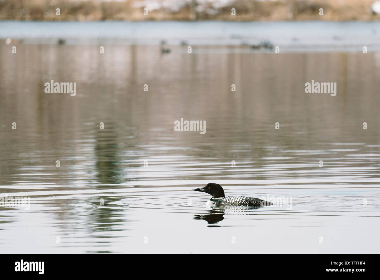 Side view of an adult Common Loon swimming in Minnesota Stock Photo - Alamy
