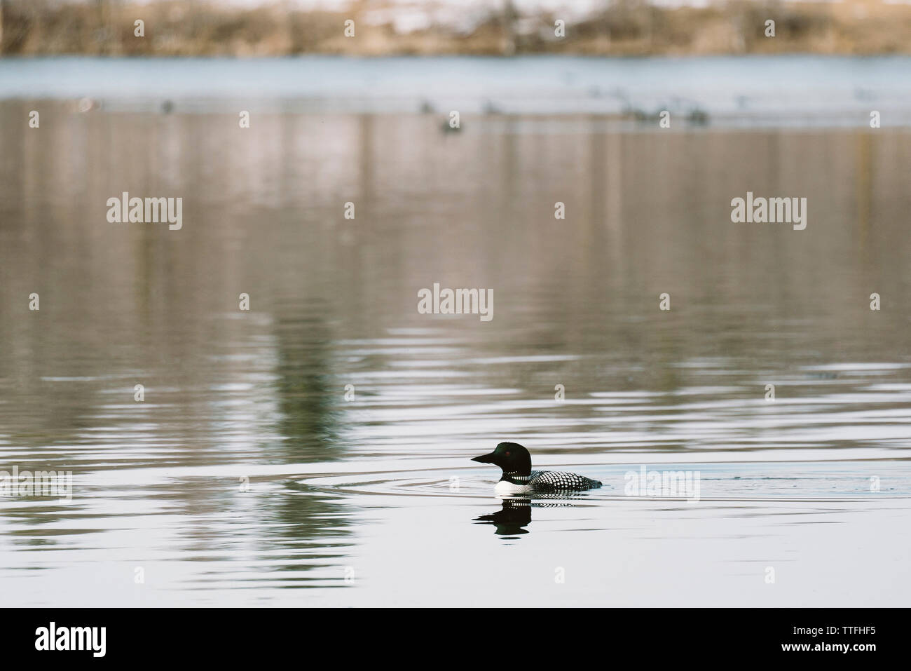 Straight on view of a Common Loon on the Mississippi River Stock Photo ...