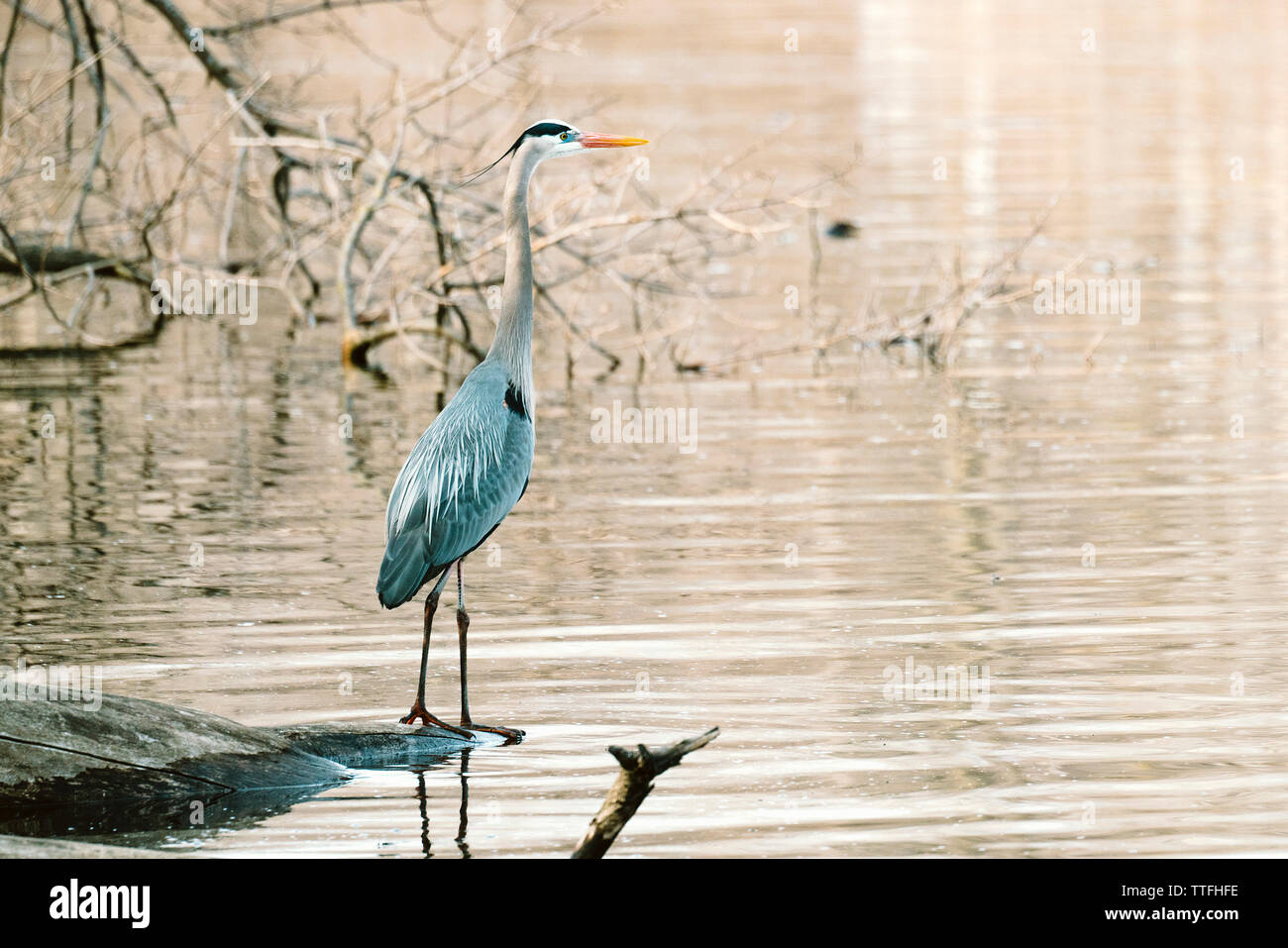 Side view of a Great Blue Heron fishing along the Mississippi River ...