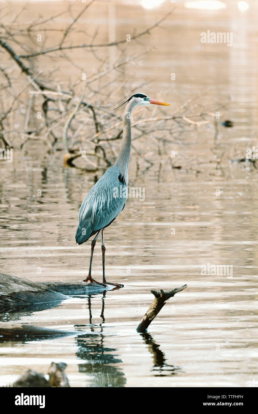 Side view of a Great Blue Heron along the Mississippi River Stock Photo ...