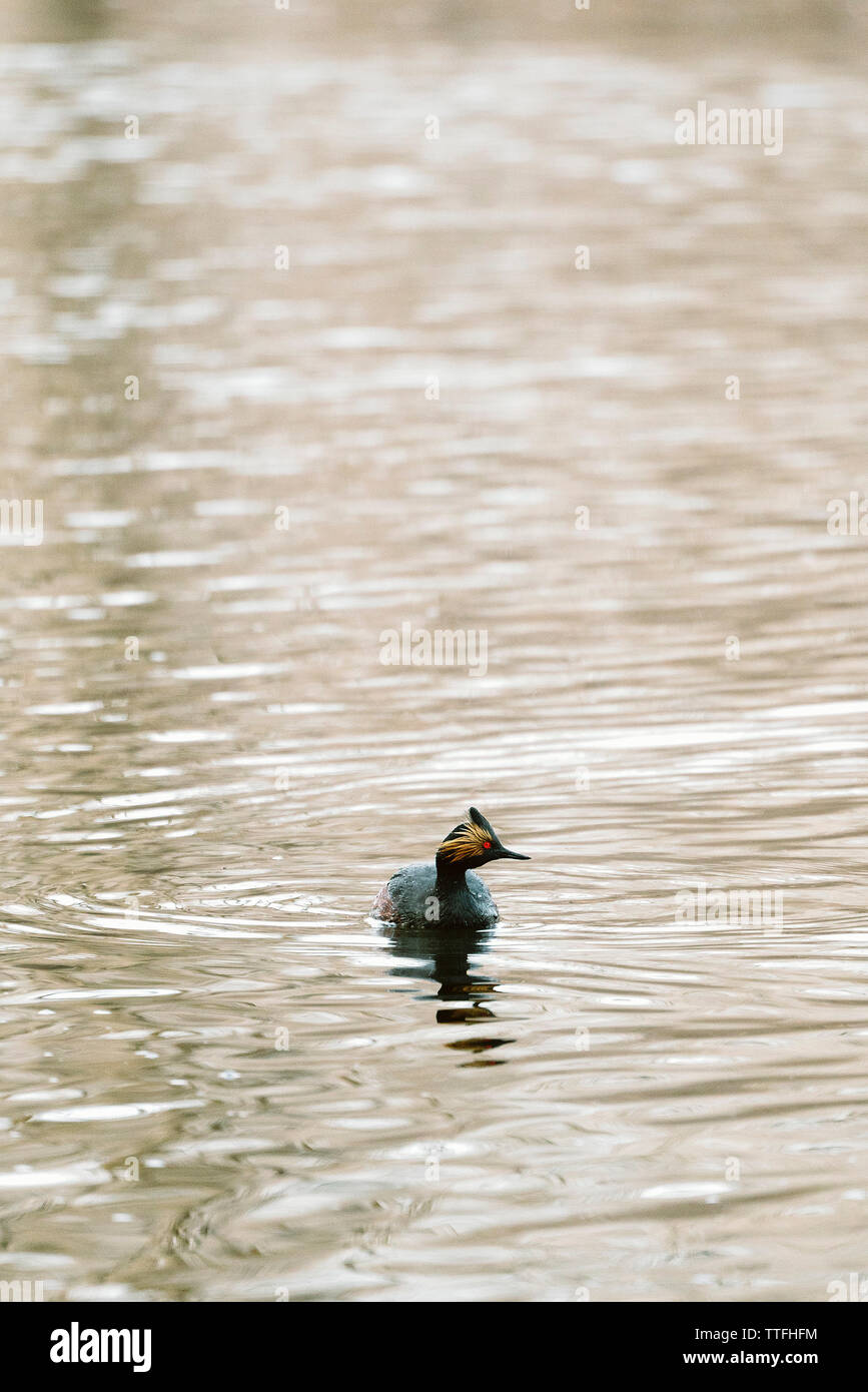 Straight on view of an adult male Eared Grebe swimming on a river Stock ...