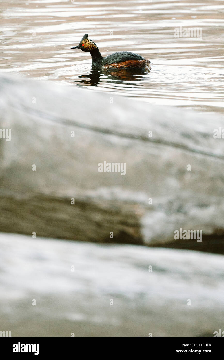 Closeup portrait of an Eared Grebe in adult breeding plumage Stock ...