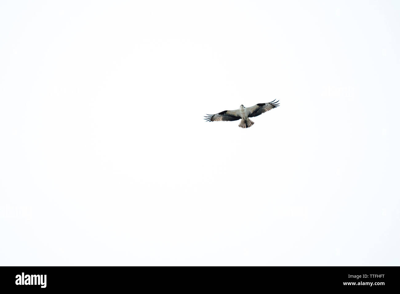 View from below of an osprey soaring above on a clear day Stock Photo ...