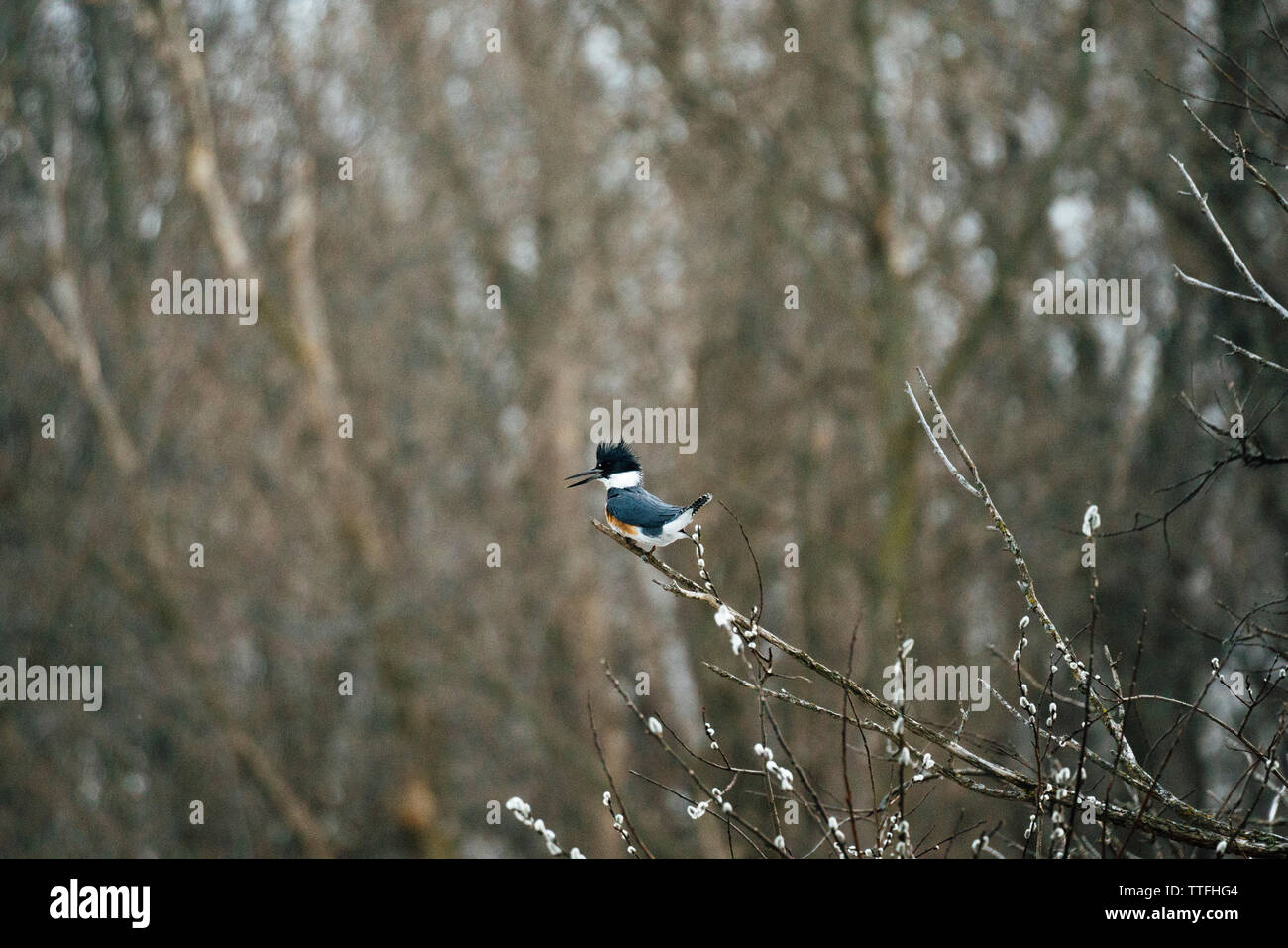 Side view of a female Belted Kingfisher sitting on a tree branch Stock ...