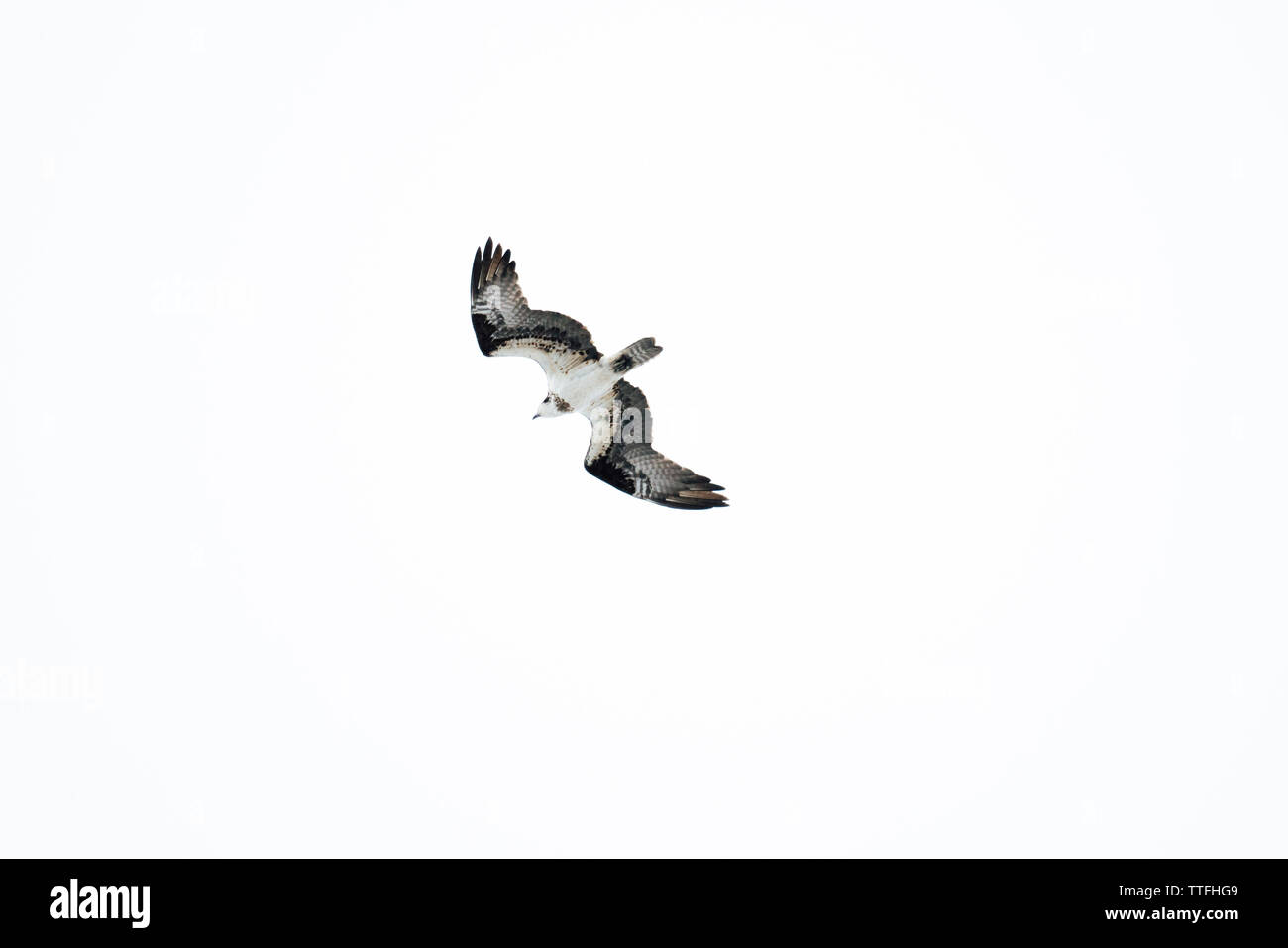 View from below of an Osprey soaring across a blank sky Stock Photo - Alamy