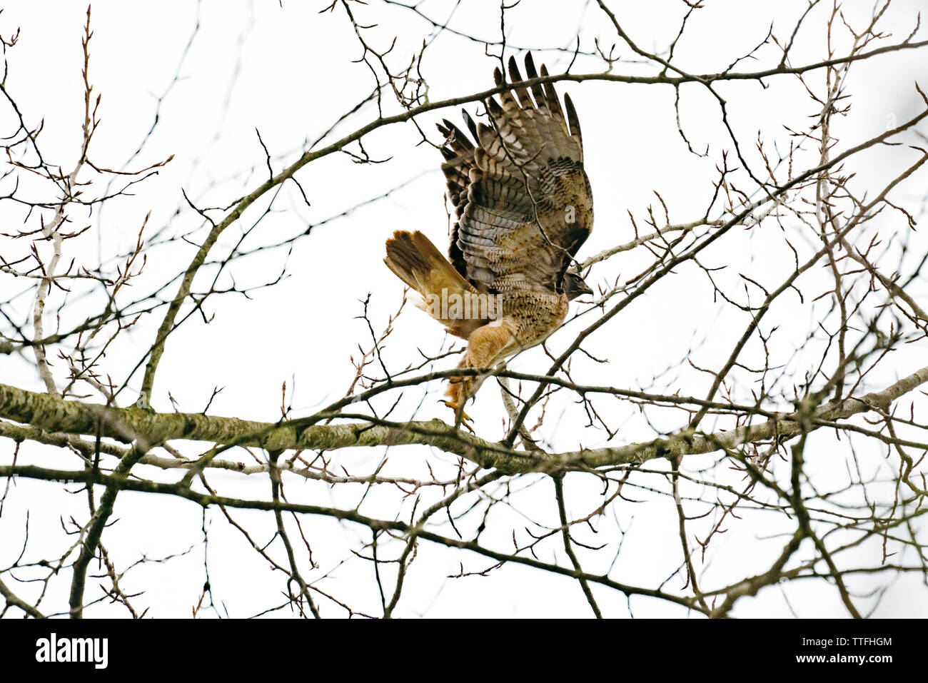 View from below of a Red-Tailed Hawk flying off a tree branch Stock ...