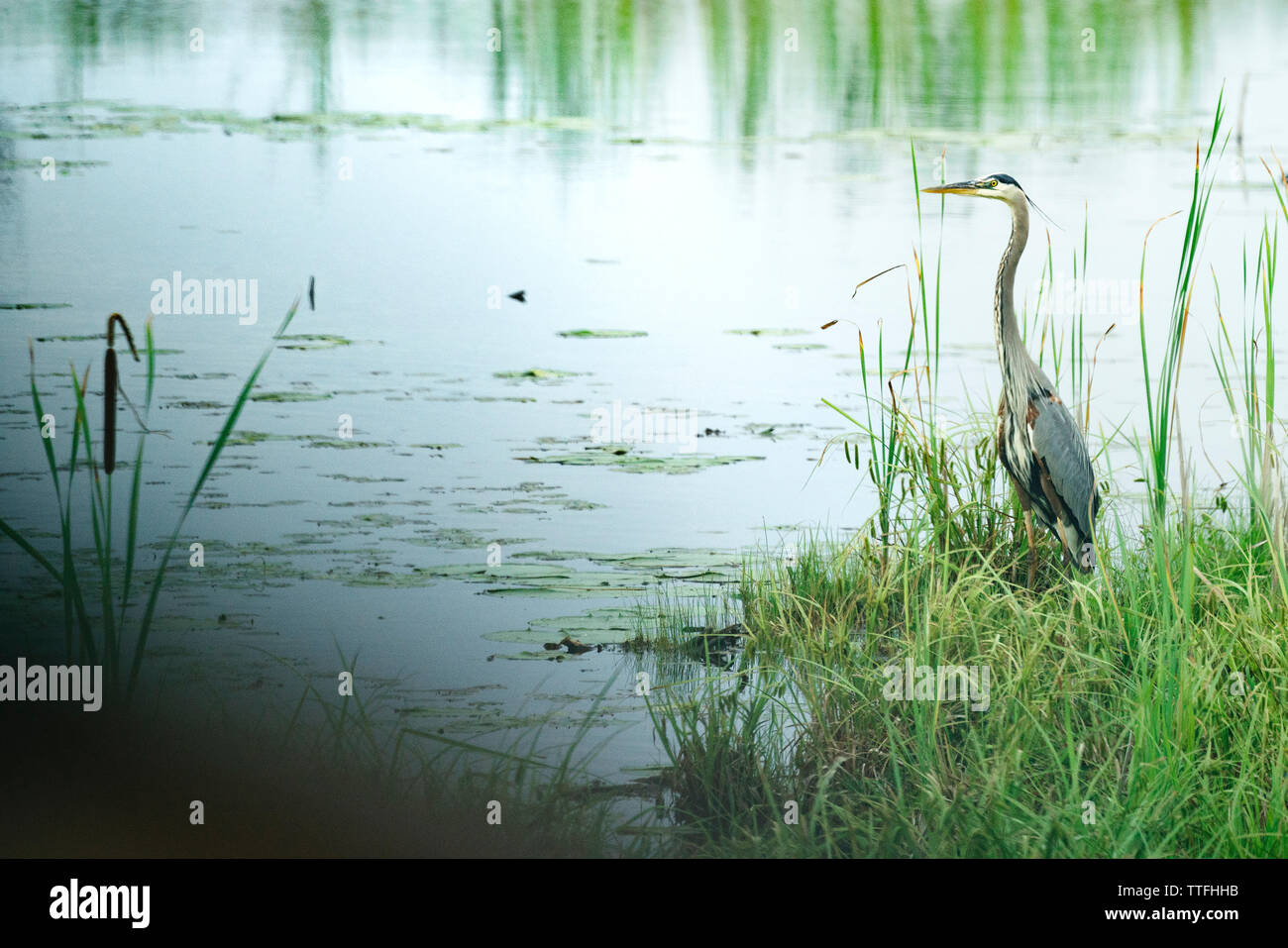 Side view of a Great Blue Heron on the edge of a pond Stock Photo - Alamy