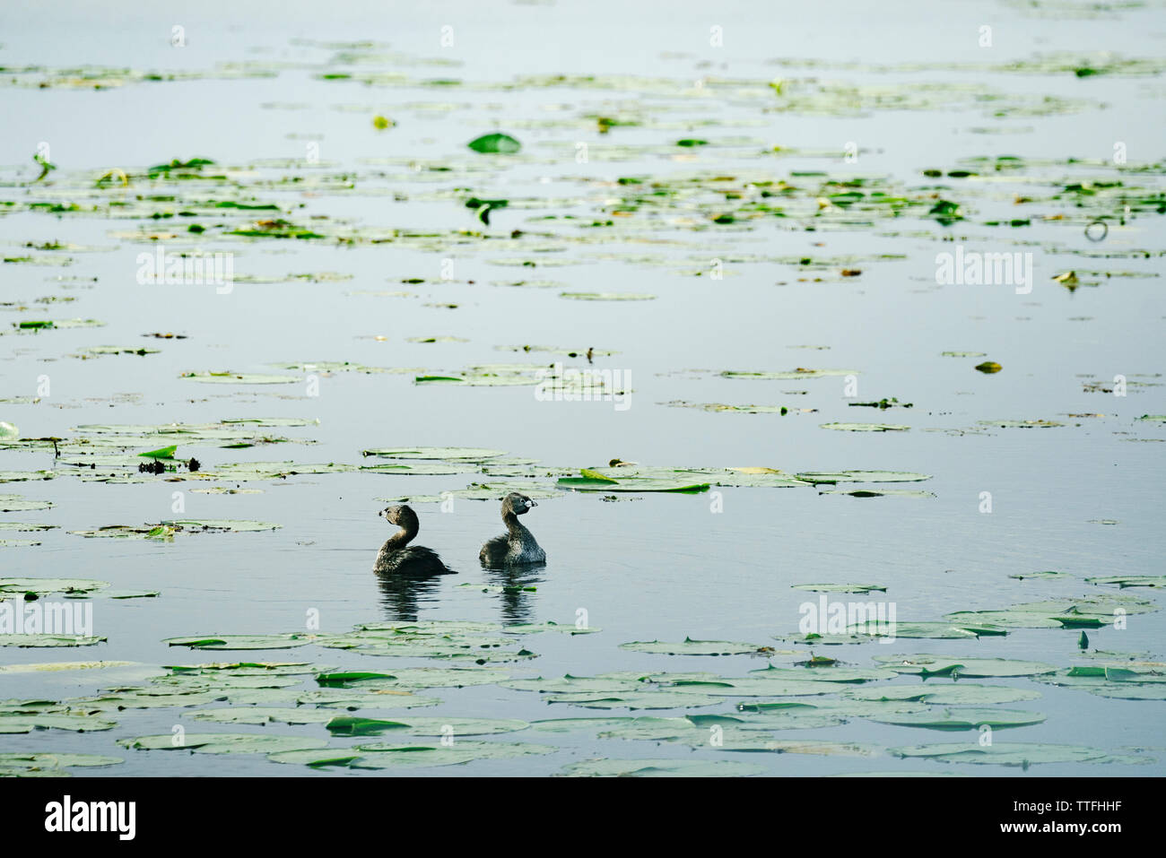 A pair of Pied-Billed Grebes swimming together on a pond of lily pads ...
