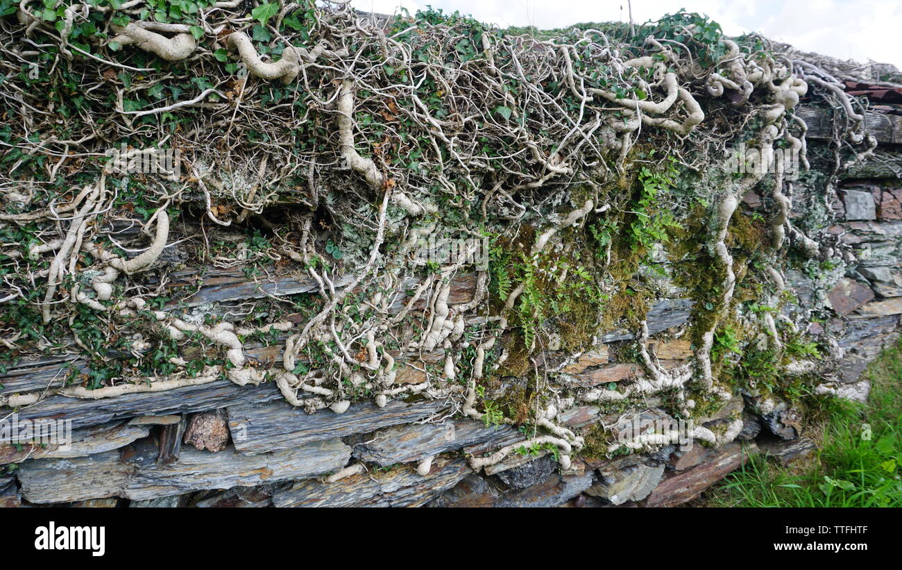 Stone wall with roots Stock Photo - Alamy