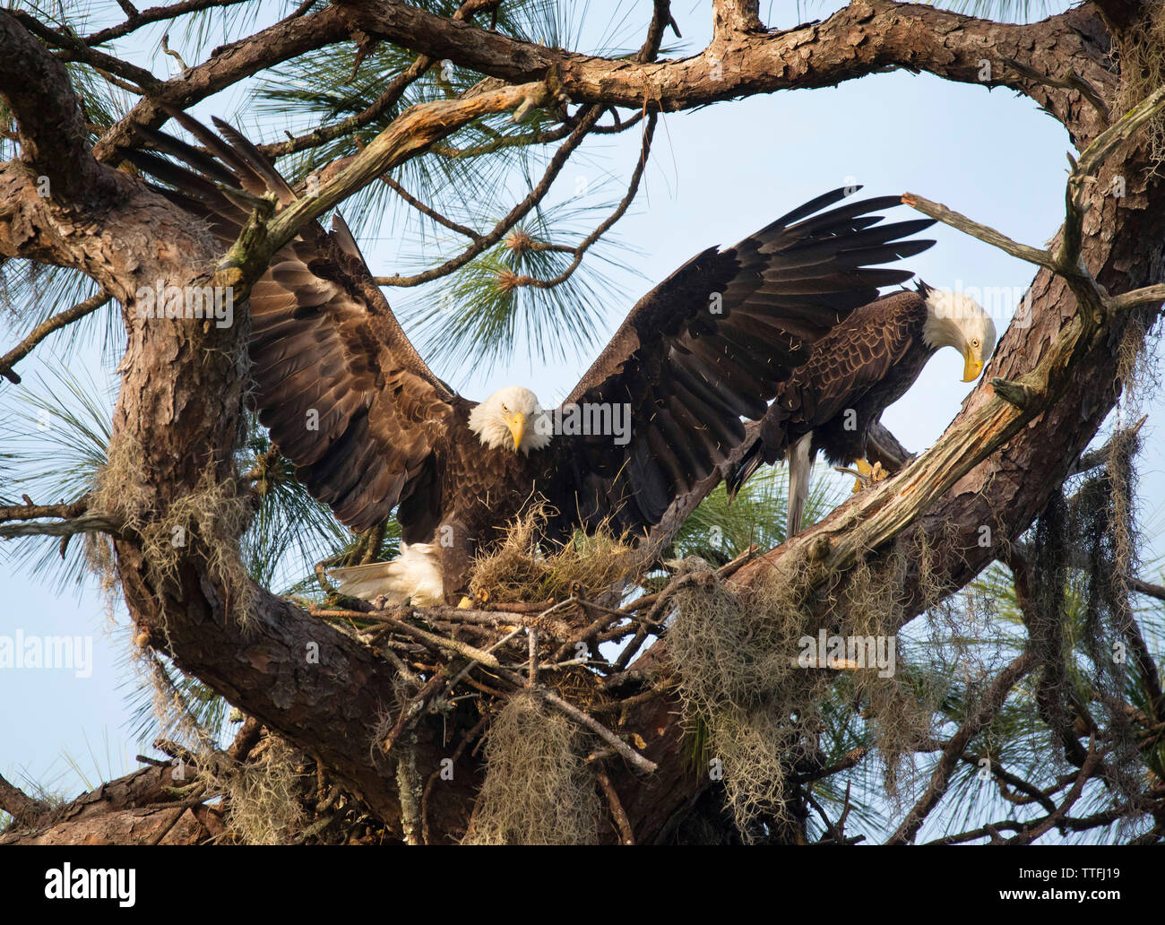 Female bald eagle hi-res stock photography and images - Alamy