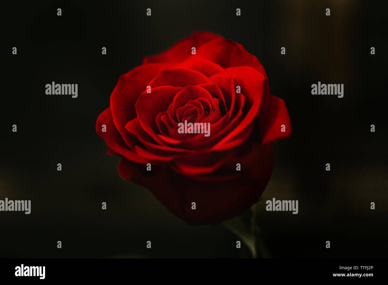 Rose in the night hi-res stock photography and images - Alamy