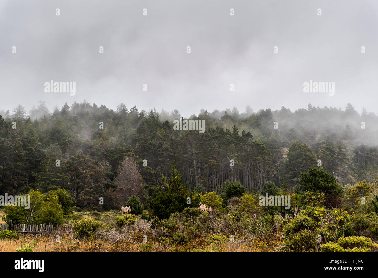 Morning mist on pine tree line in Mendocino California Stock Photo - Alamy