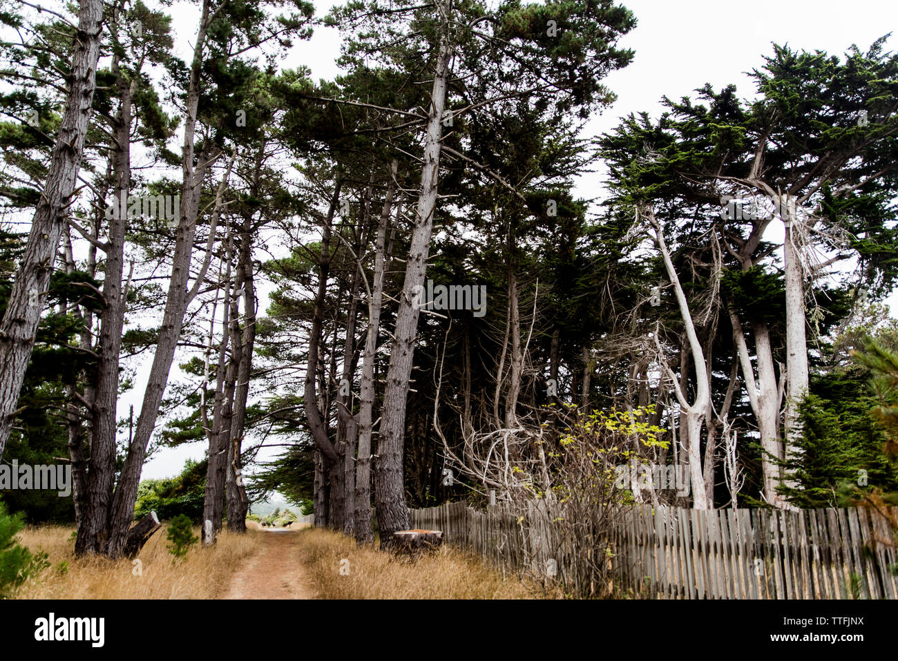 Path along fence leading through tall cypress trees Stock Photo - Alamy