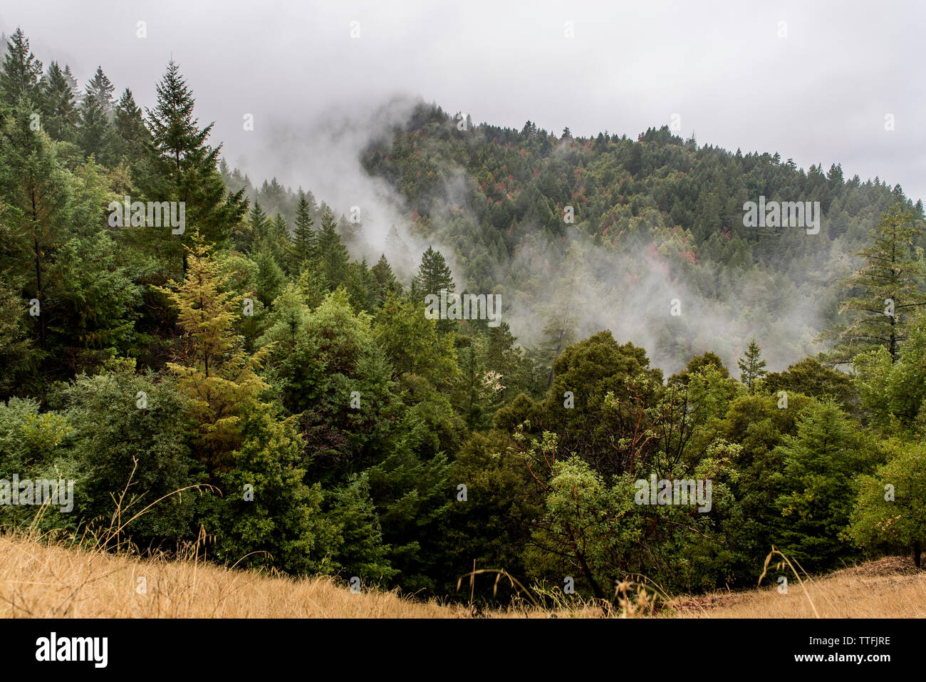 Pine tree landscape hi-res stock photography and images - Alamy