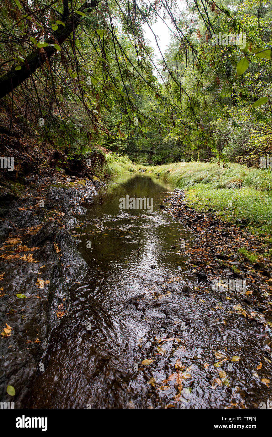 Tall trees, green grass, and a stream running through them Stock Photo ...