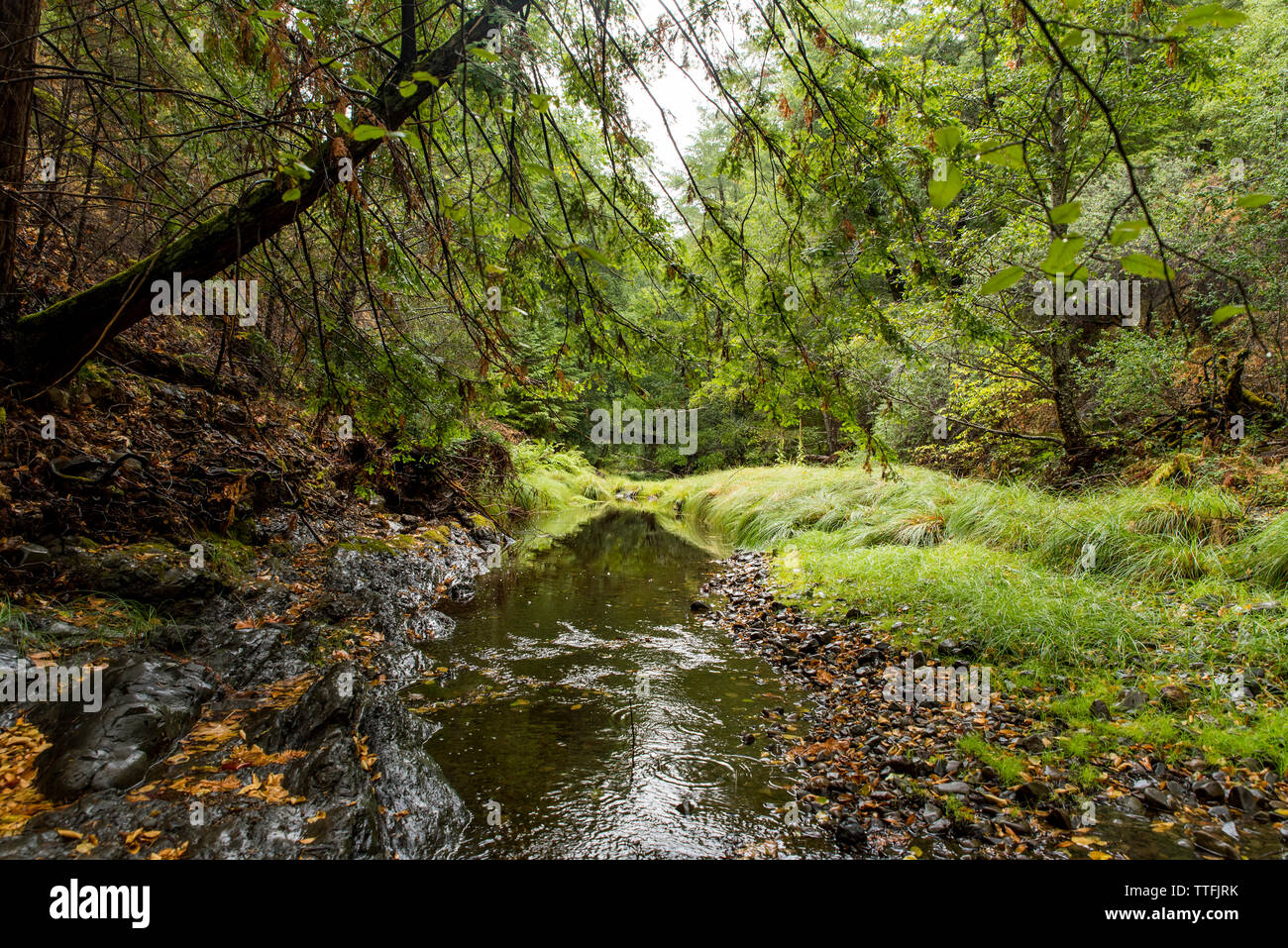 Tall trees and green grass with a stream running through them Stock ...