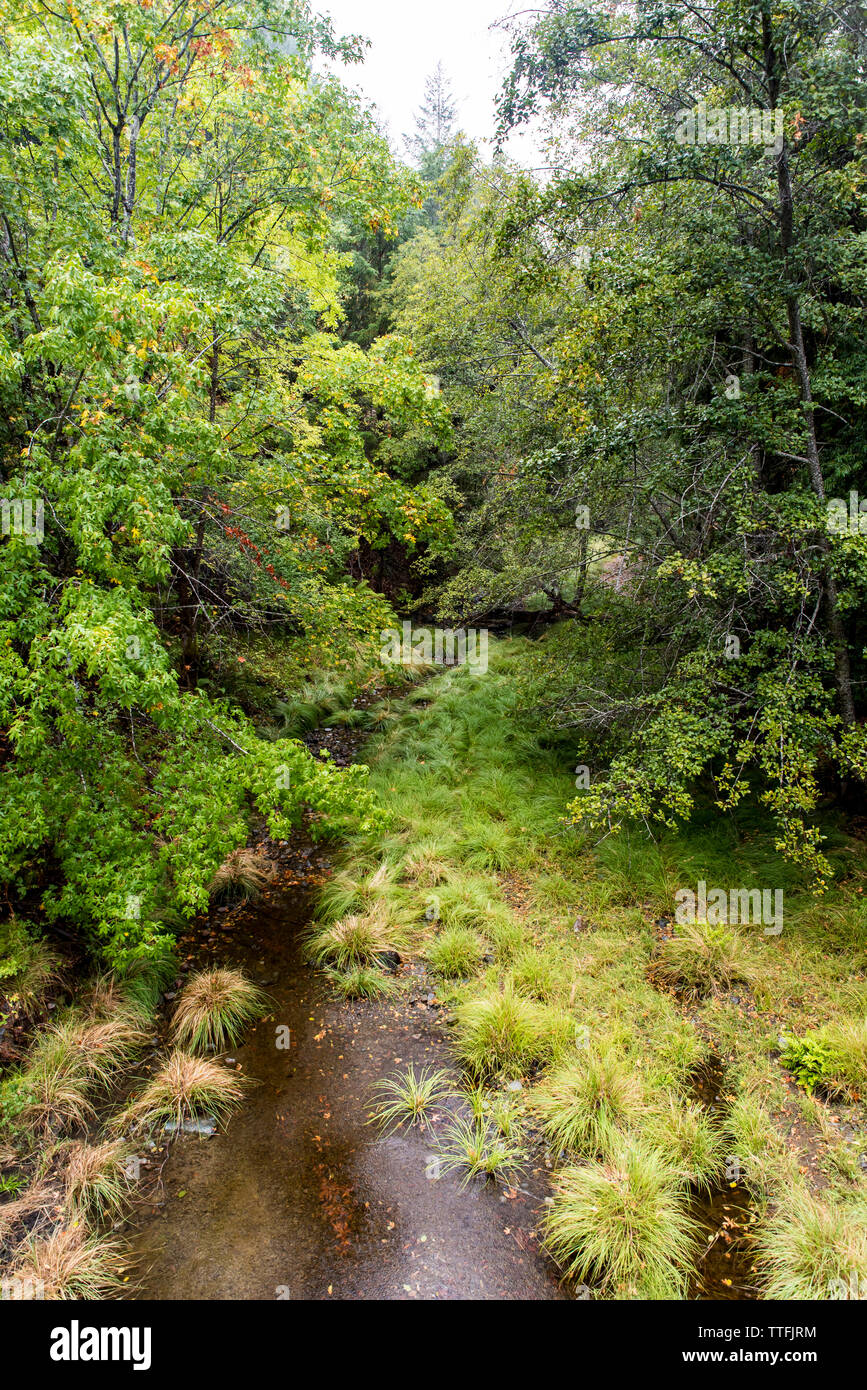 Lush green grasses with stream and tall trees Stock Photo - Alamy
