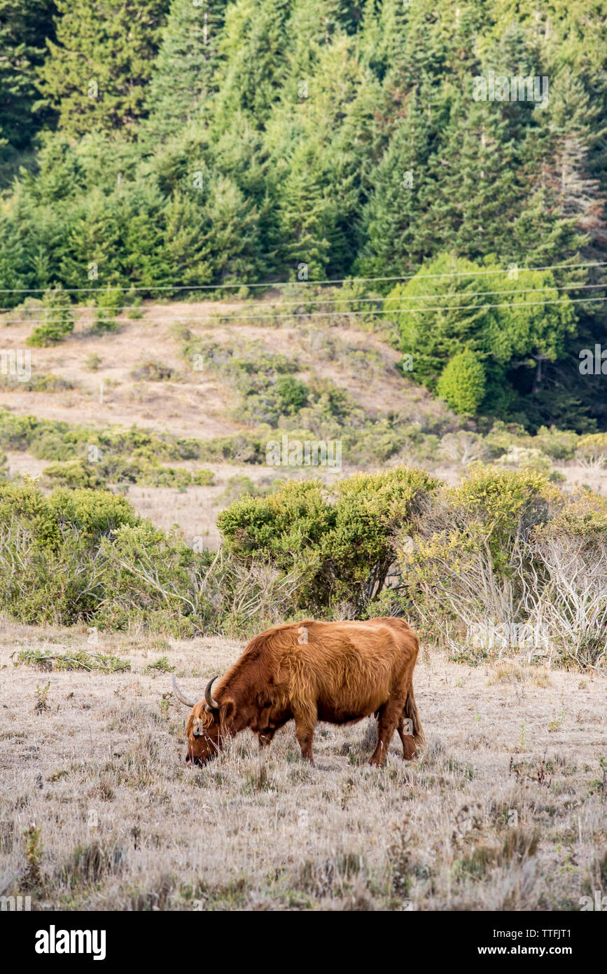 Large horned cow grazing in coastal field Stock Photo - Alamy