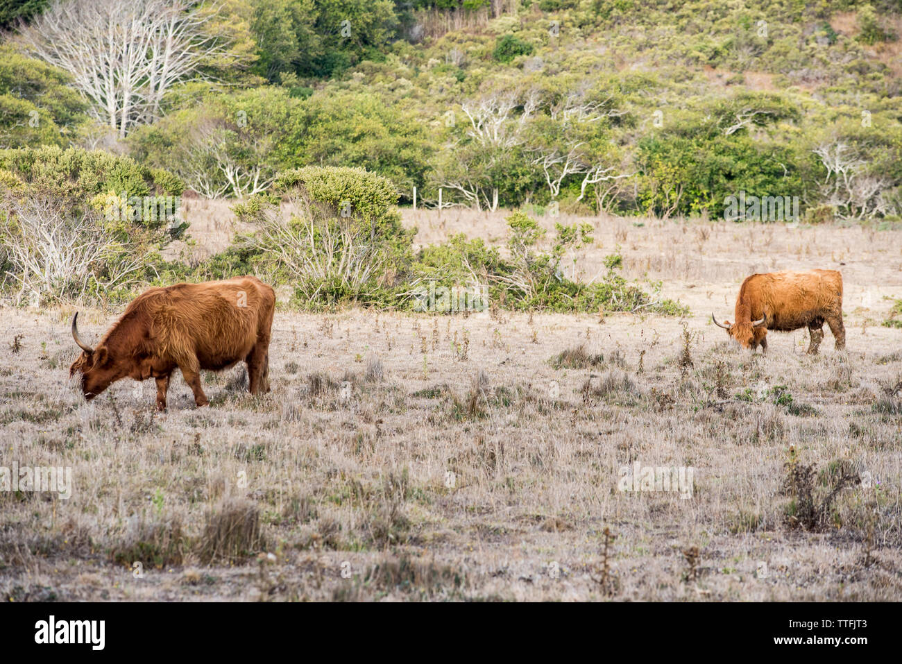 Cattle with large horns grazing in coastal field Stock Photo - Alamy