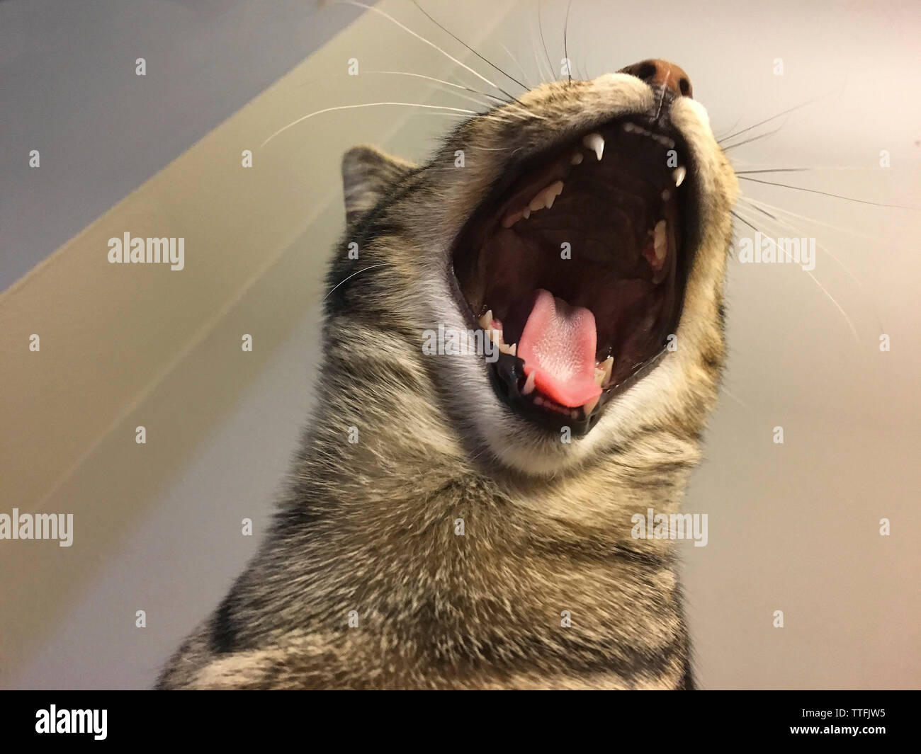 Domestic cat yawning hi-res stock photography and images - Alamy