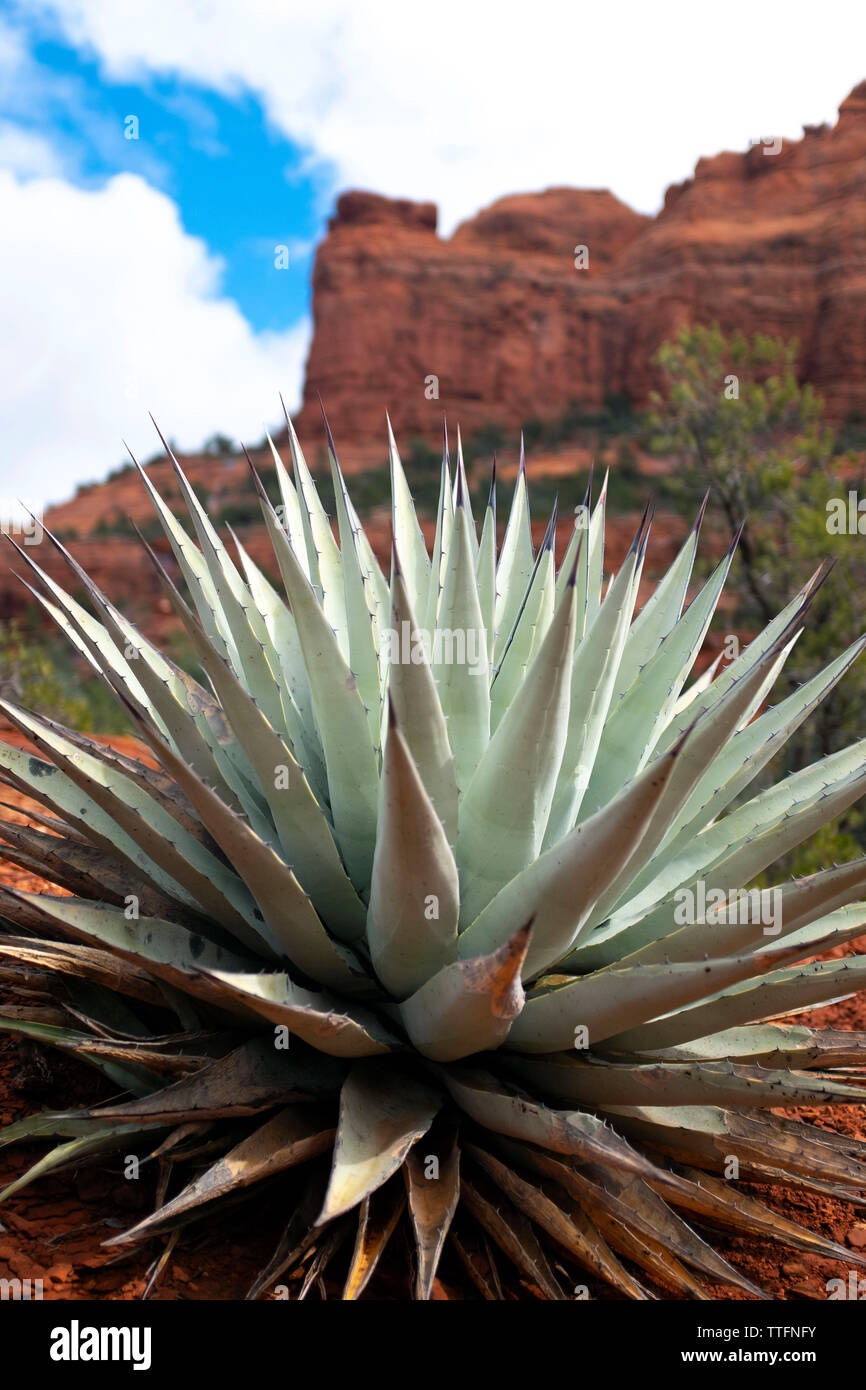 Agave plant in front of red rock formations in Sedona Arizona Stock ...