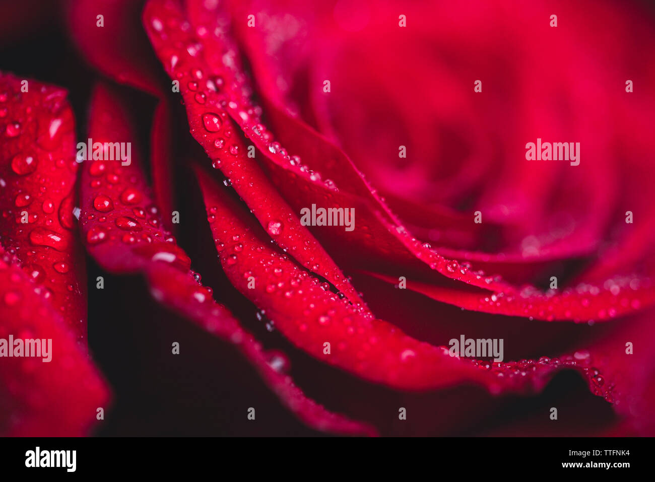 Extreme close-up of wet rose Stock Photo - Alamy