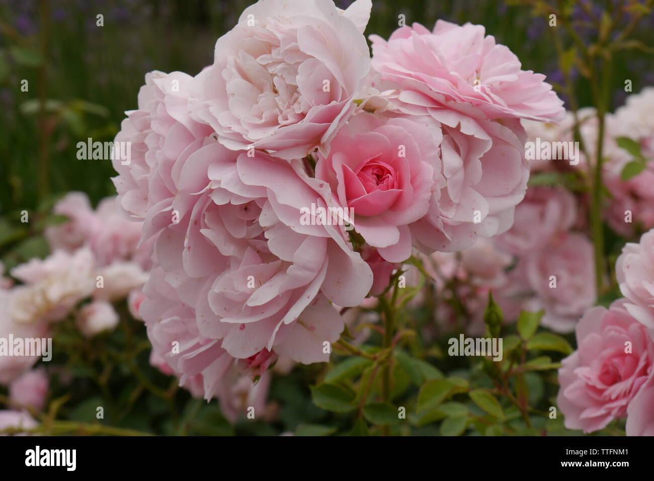 Light pink roses hi-res stock photography and images - Alamy