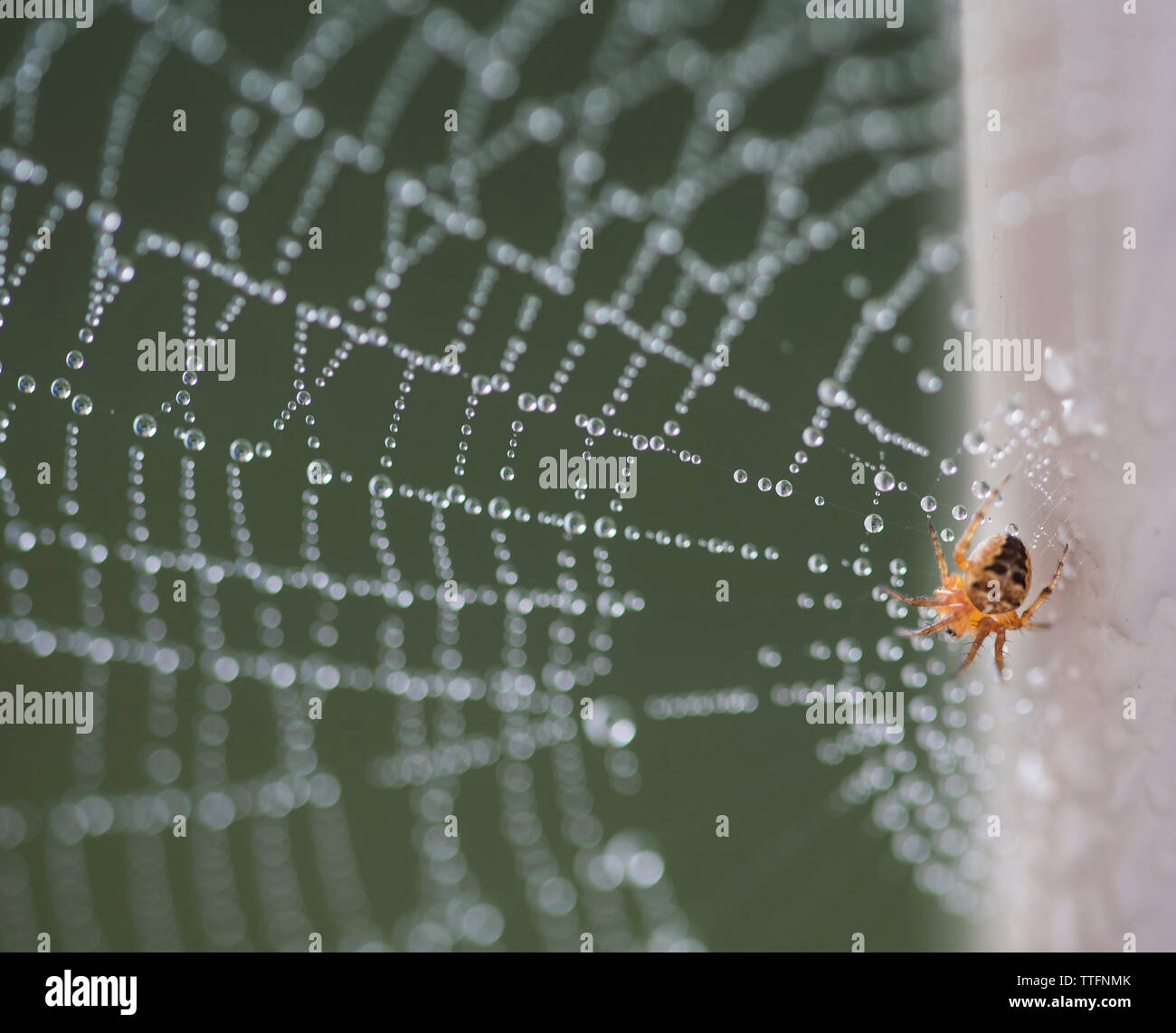 Spider on wet web hi-res stock photography and images - Alamy