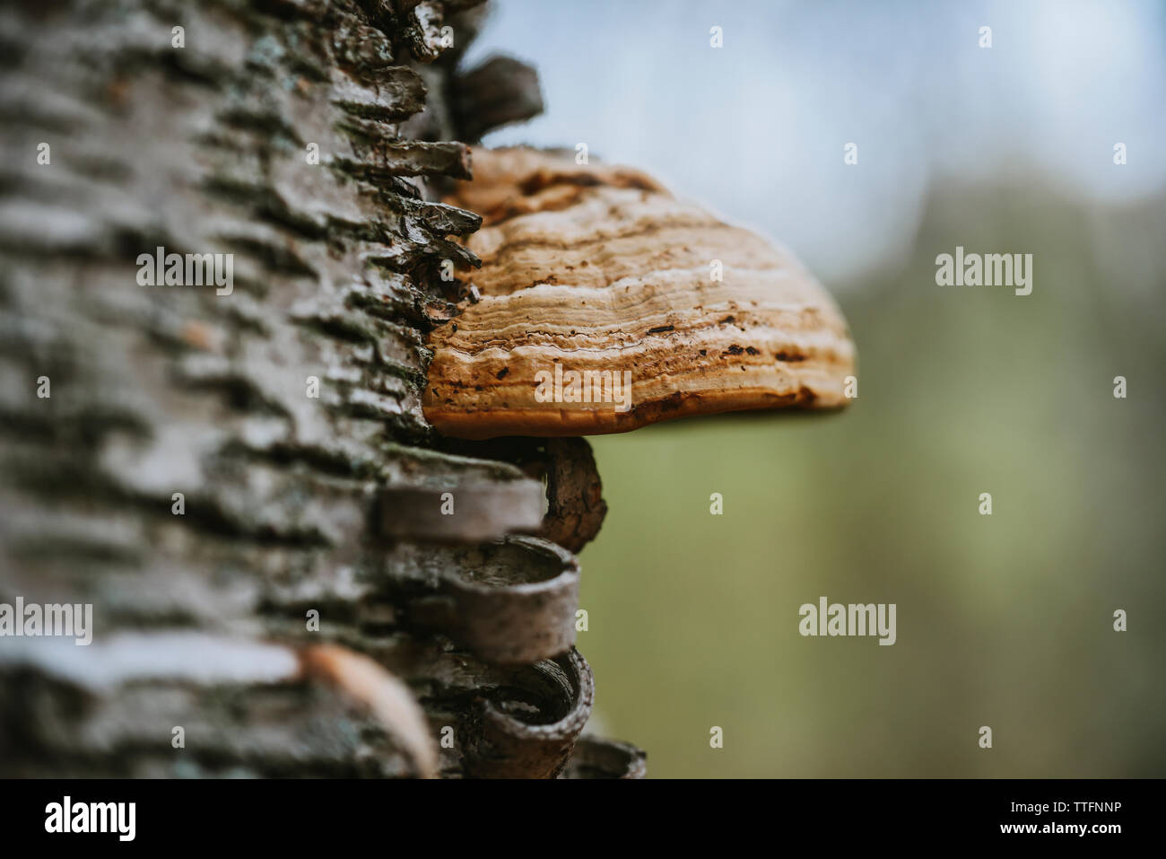 Tree bark close up macro hi-res stock photography and images - Alamy