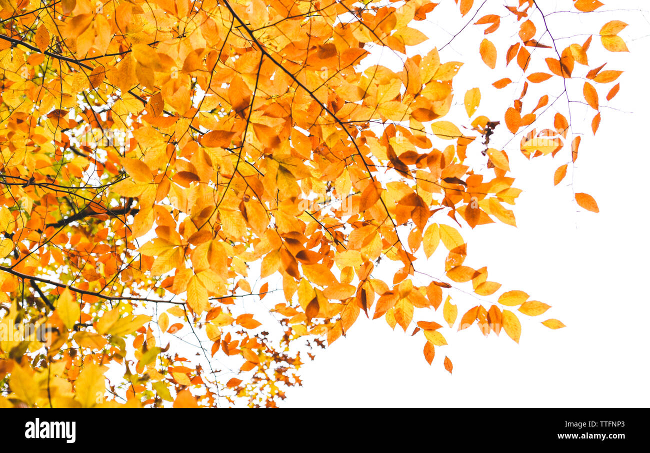 Canopy of golden leaves hi-res stock photography and images - Alamy
