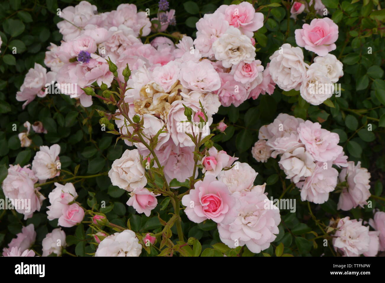 Light pink roses hi-res stock photography and images - Alamy