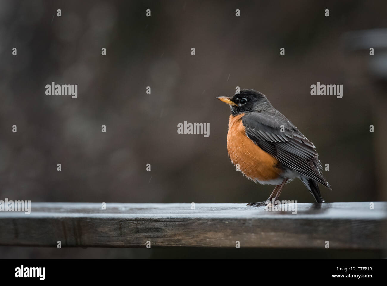Close up orange bird sitting hi-res stock photography and images - Alamy