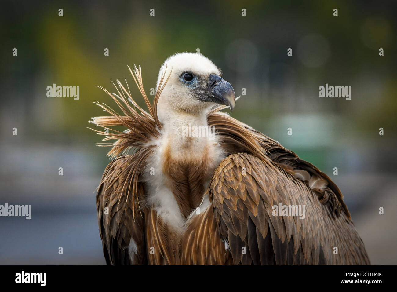 Carrion animal hi-res stock photography and images - Alamy