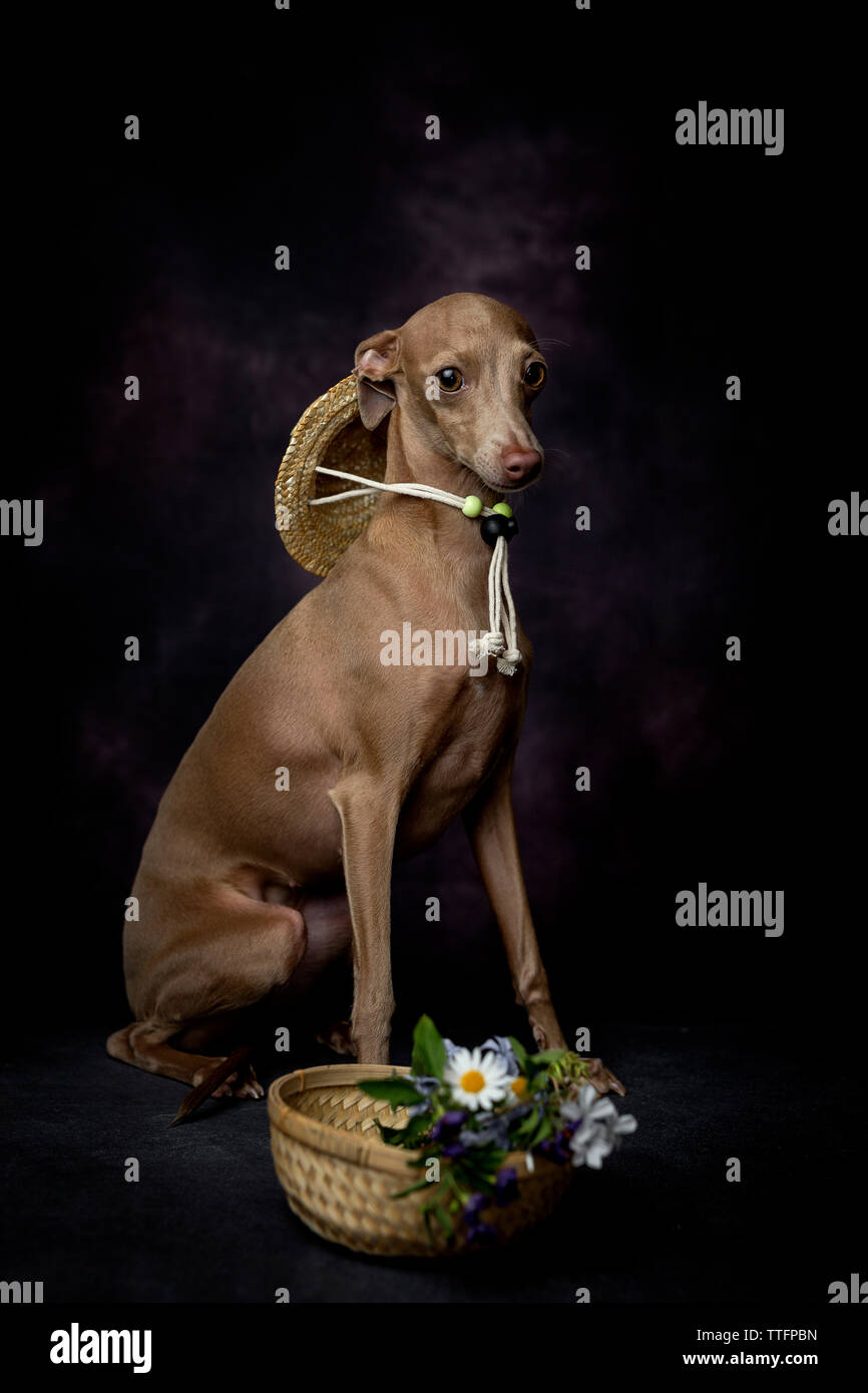 Portrait of Italian Greyhound with flowers in basket sitting against ...