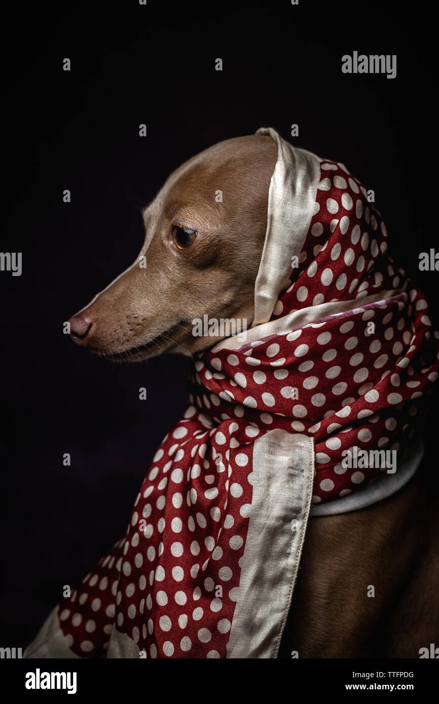 Italian Greyhound dog with Arabian Hijab Stock Photo - Alamy