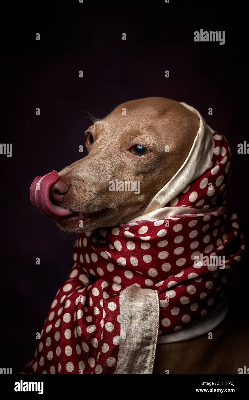 Italian Greyhound dog with Arabian Hijab Stock Photo - Alamy