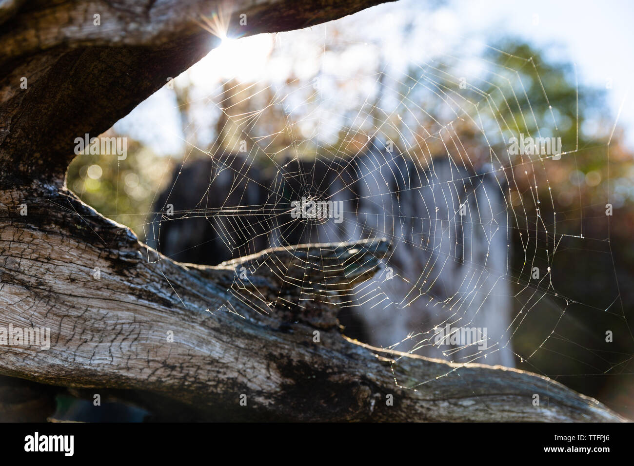 Spiderweb Cocooned Trees