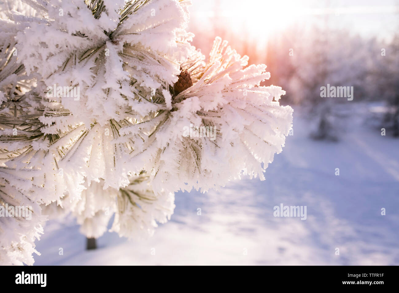 Snow frosted tree branches hi-res stock photography and images - Alamy