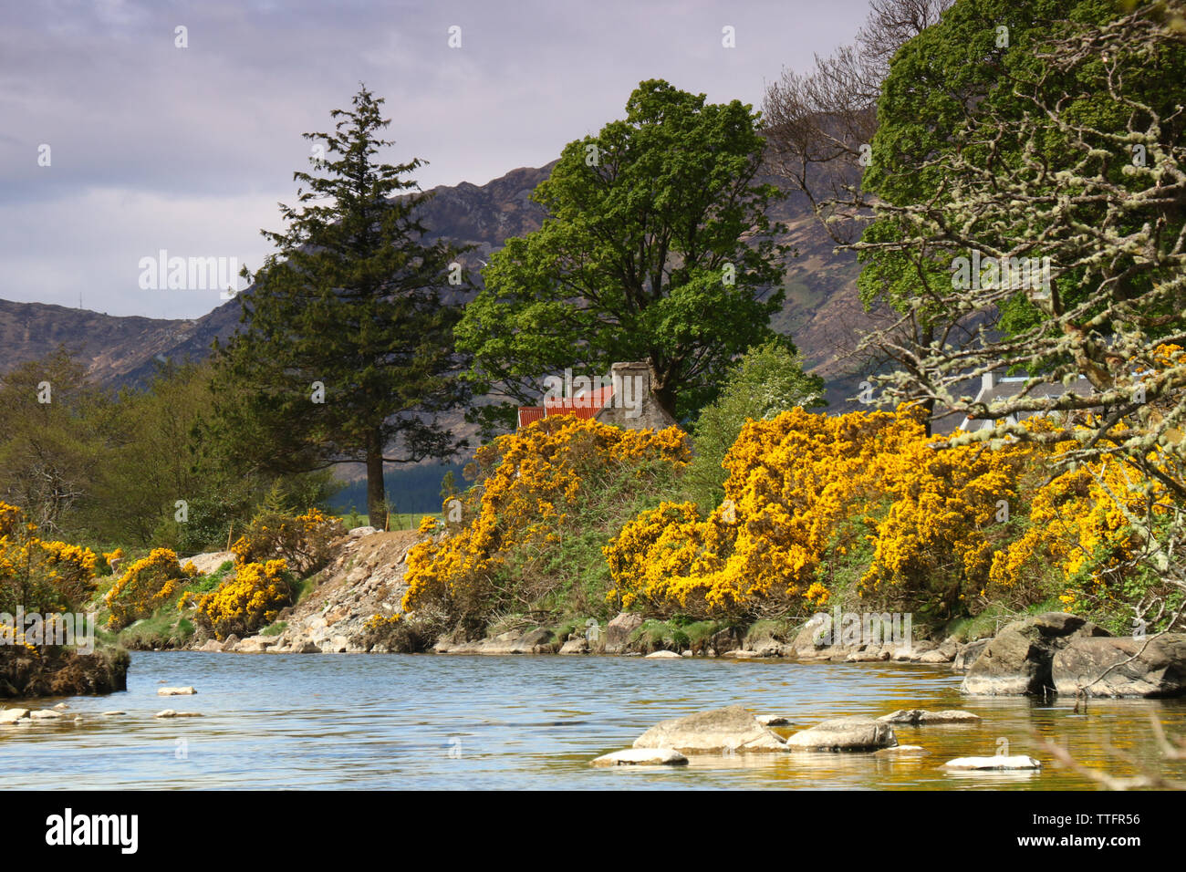 Conifer scottish highlands hi-res stock photography and images - Alamy