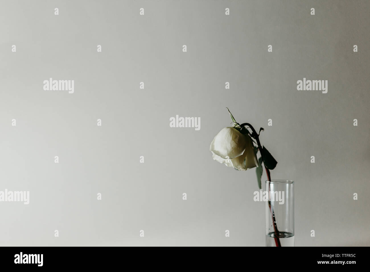 Wilted white rose in drinking glass against white background Stock ...