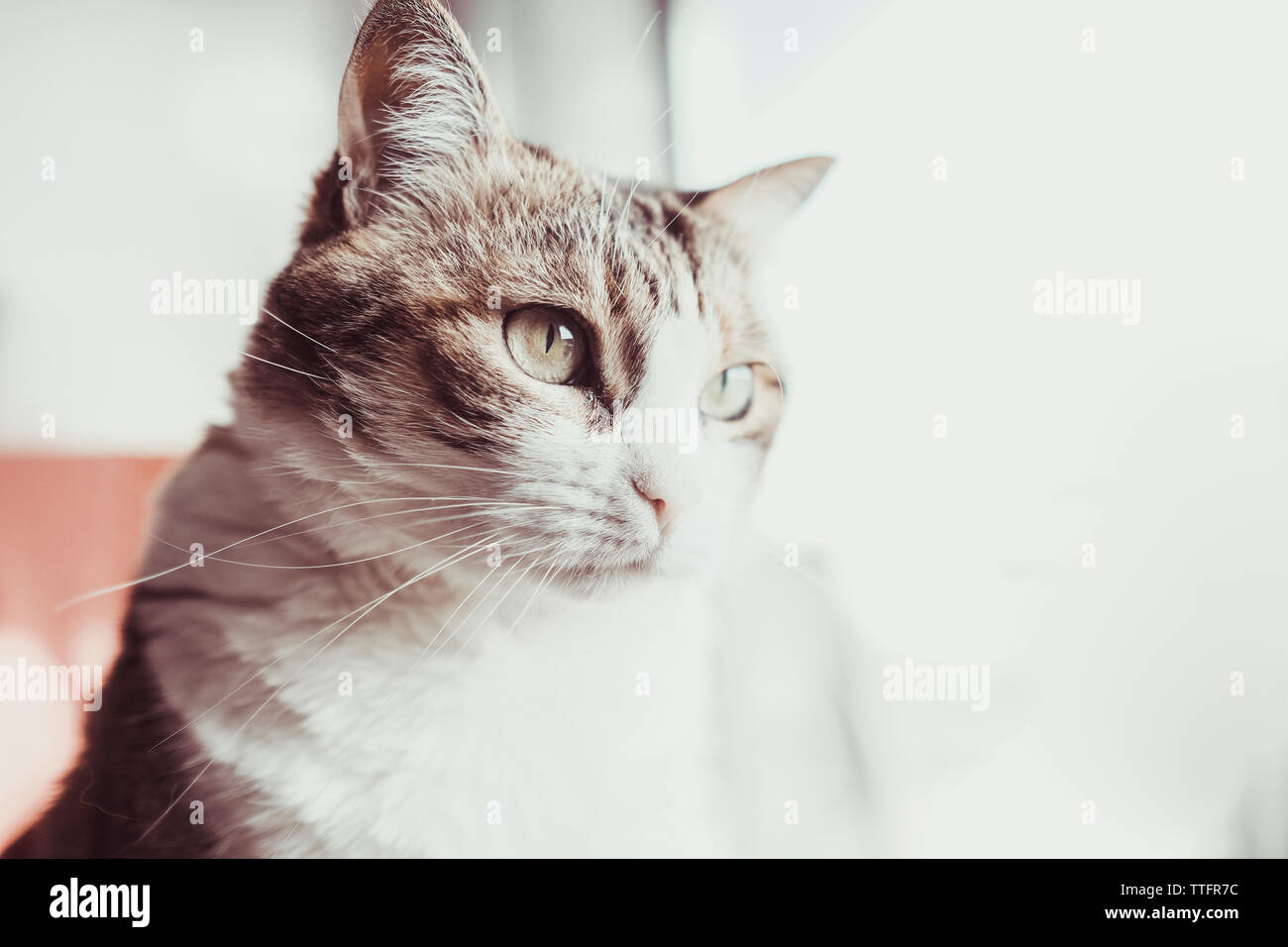 Cat looking through a window Stock Photo - Alamy